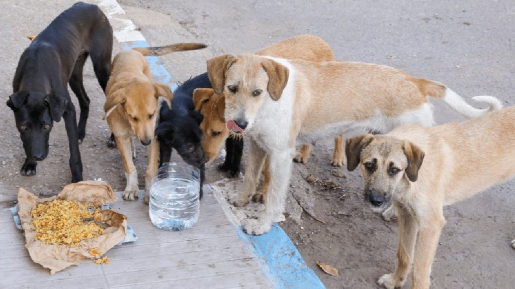 Genelgeleriniz Yok Hükmündedir! Sokaktaki Patili Dostlarımızı Beslemeye ...